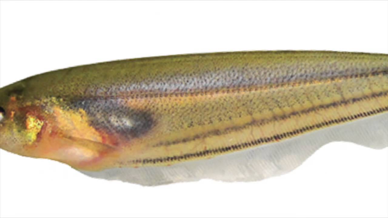 Wavy Swimmers – FYFD