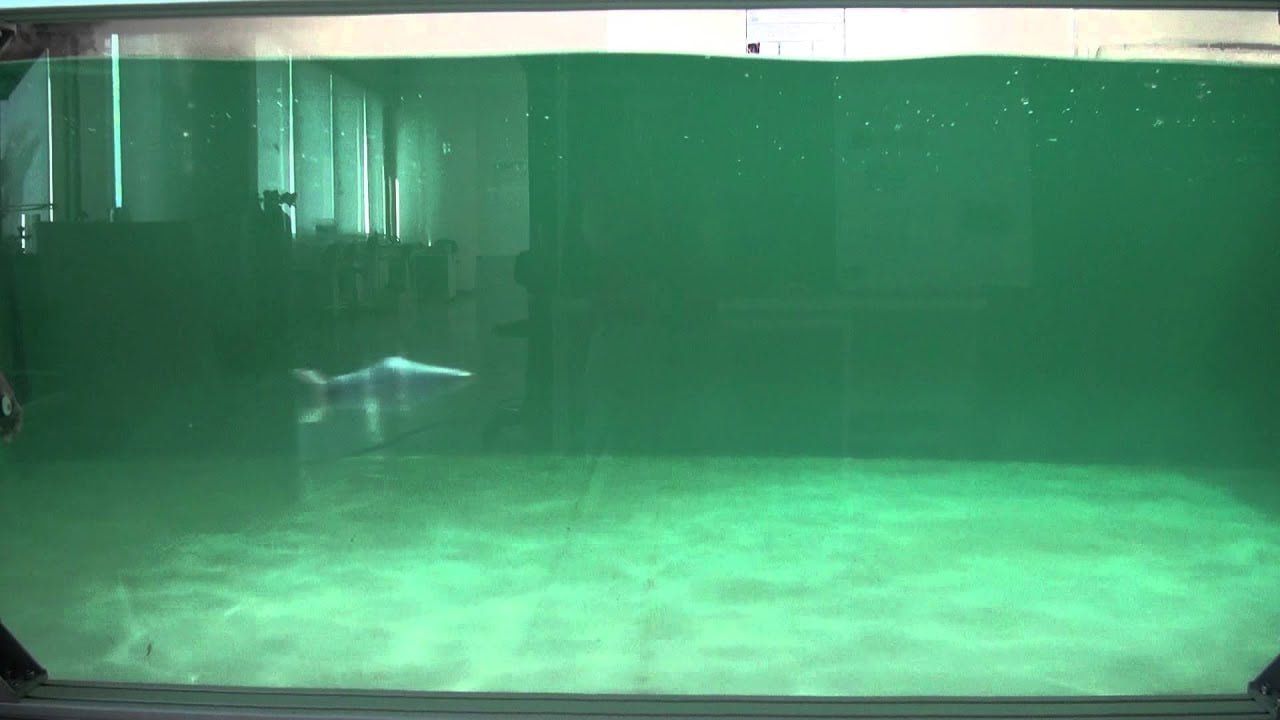 What Makes Squids Fast – FYFD