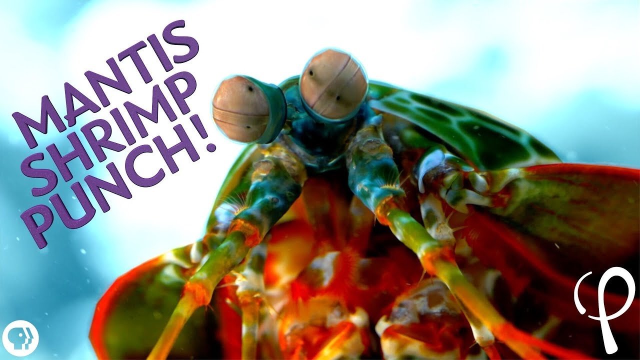 The Mantis Shrimp’s Left Hook – FYFD