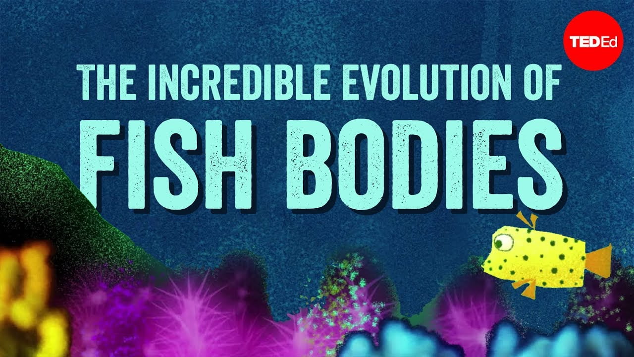 The Many Shapes of Fish – FYFD