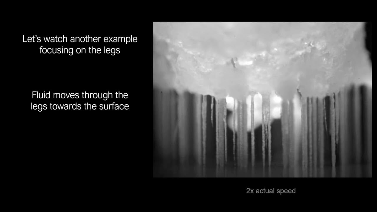 Crystalline Critters – FYFD