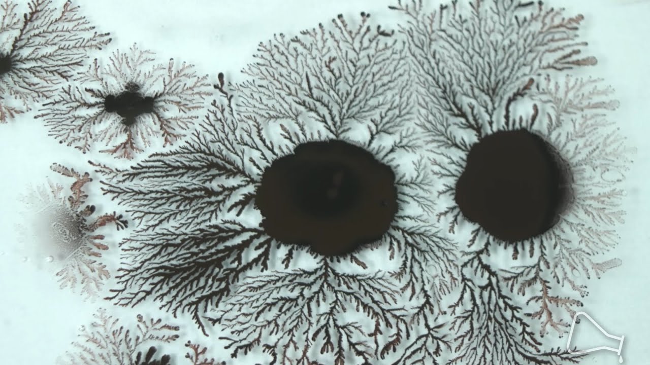 “Dendrite Fractals” – FYFD