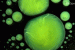 Fluorescent Dancing Droplets – FYFD