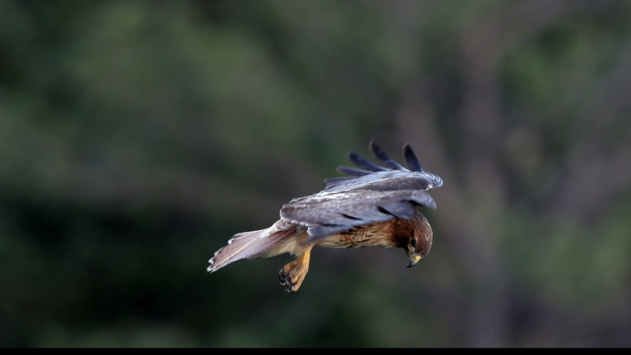 Hovering Hawk – FYFD