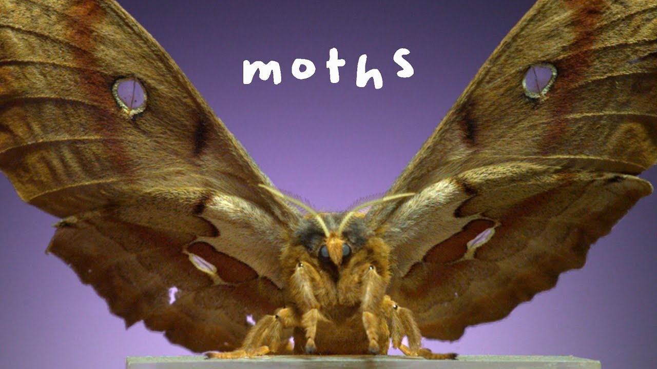 Moths in Flight – FYFD
