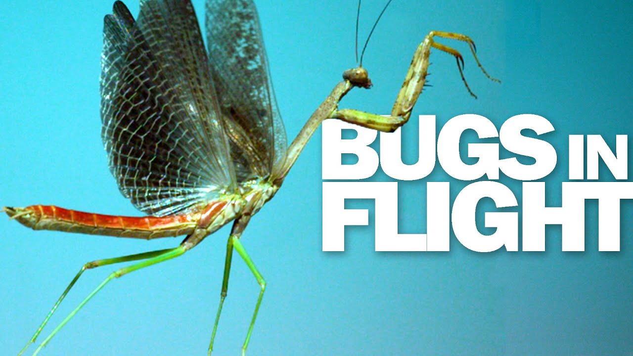 Insects Taking Flight – FYFD