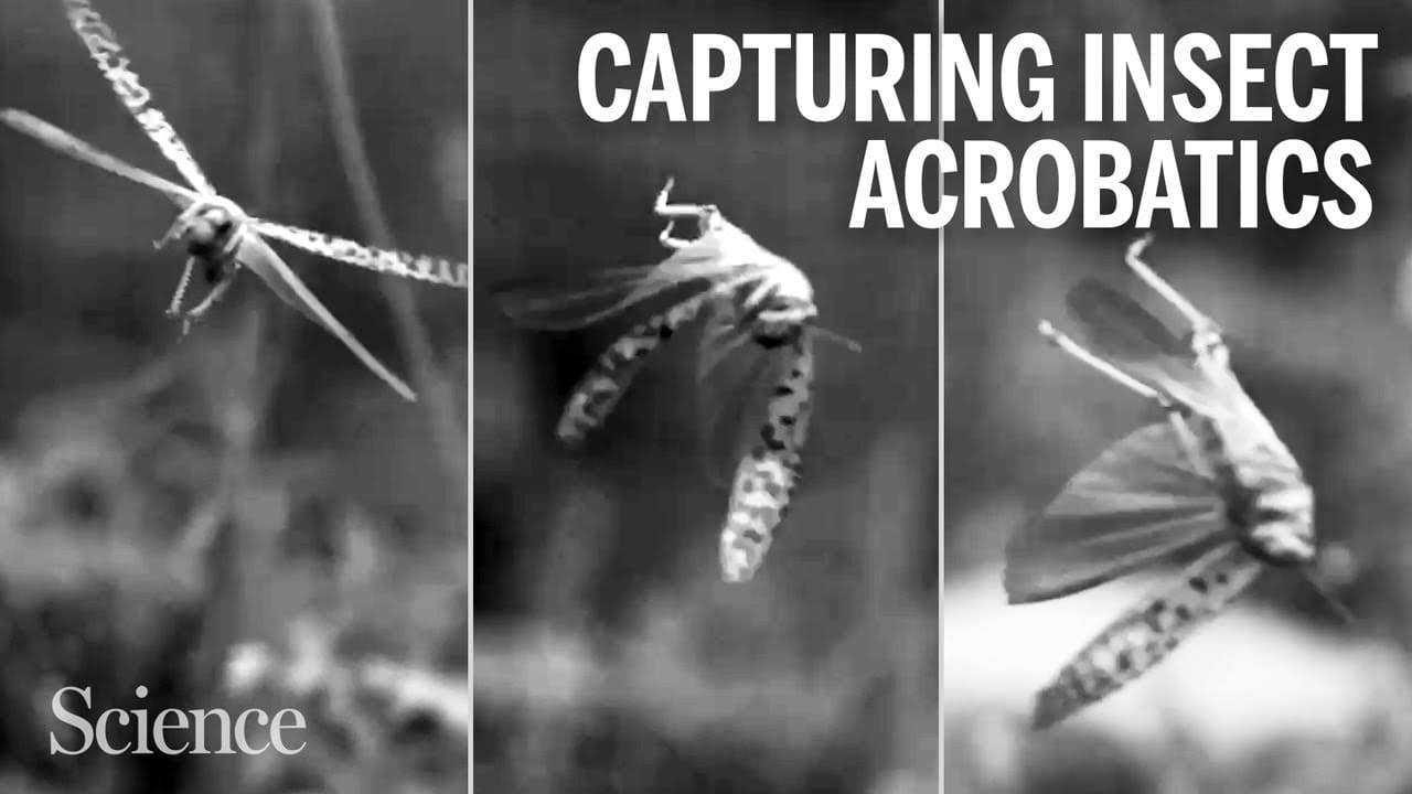 Tracking Insects in Flight – FYFD