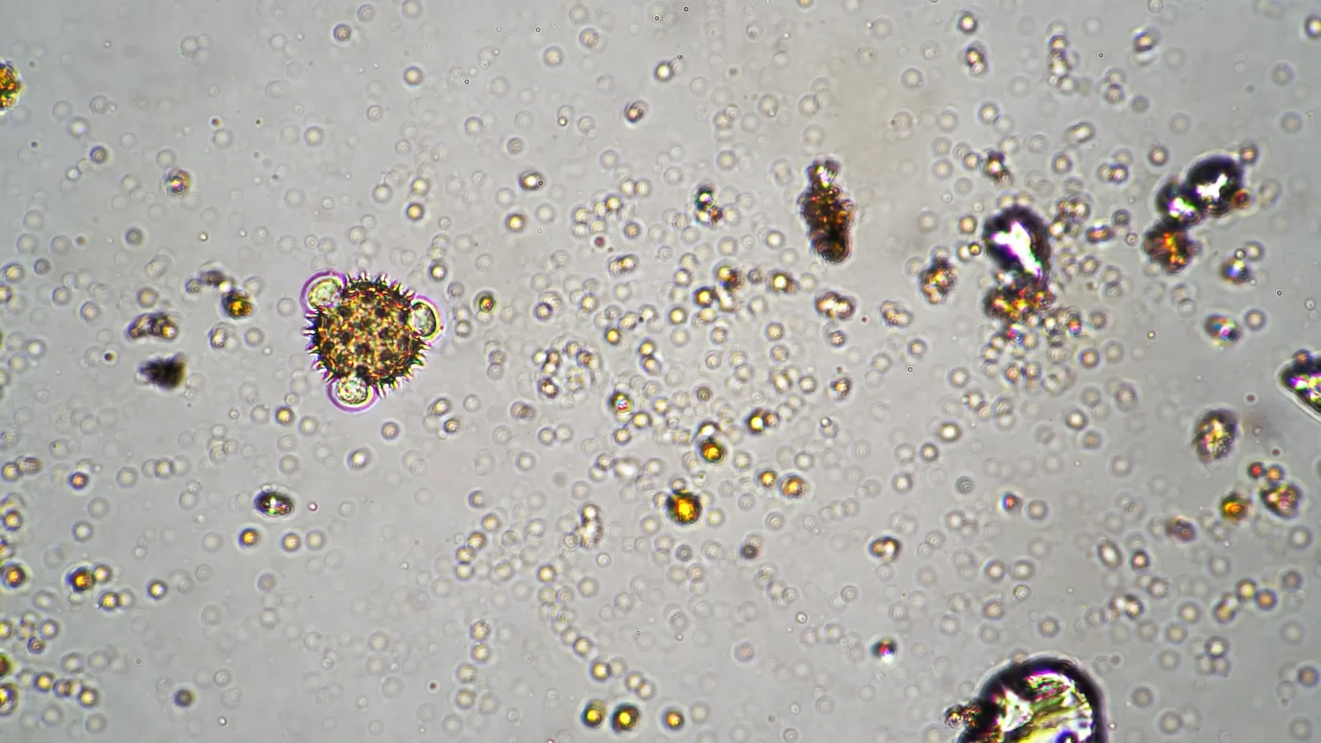 Pollen Particles In Water
