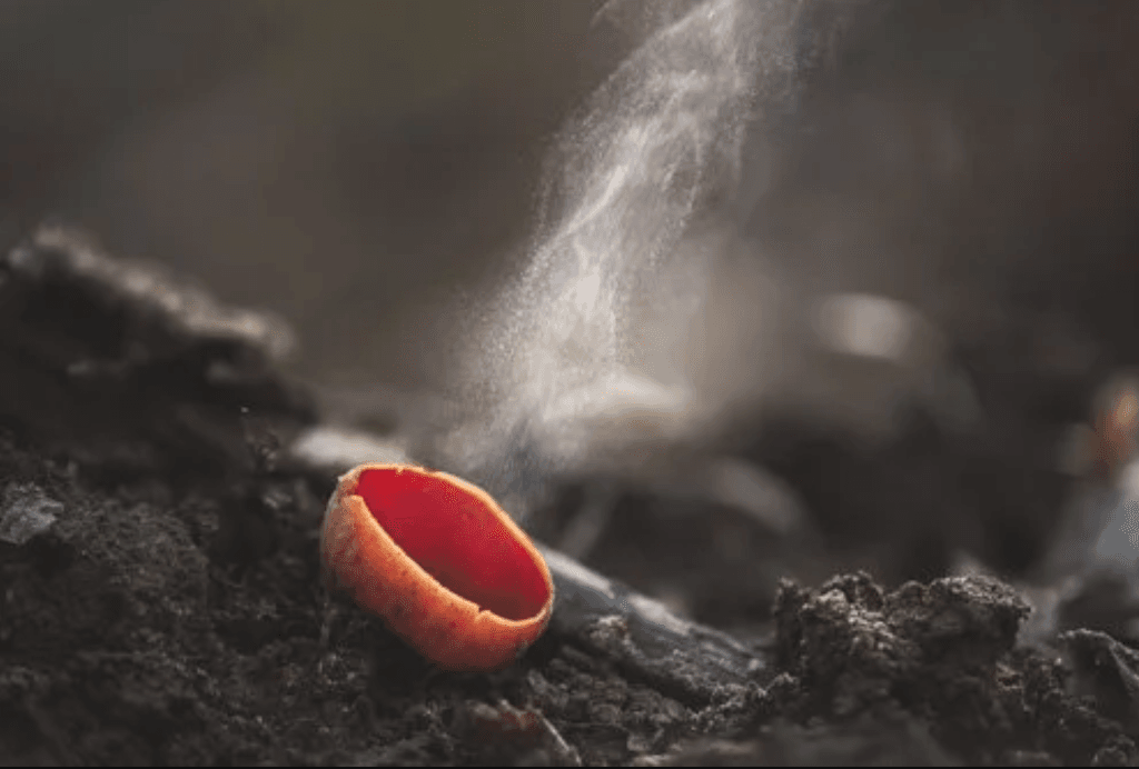 Spores Get a Lift – FYFD