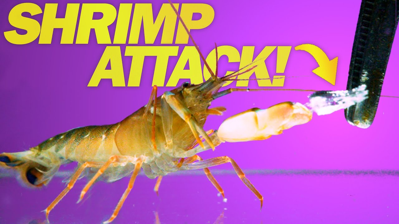 Pistol Shrimp Snaps – FYFD