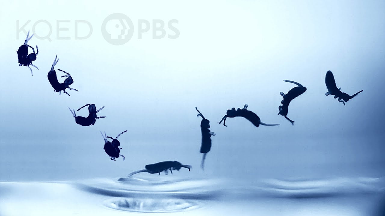 Aquatic Escape Artists – FYFD