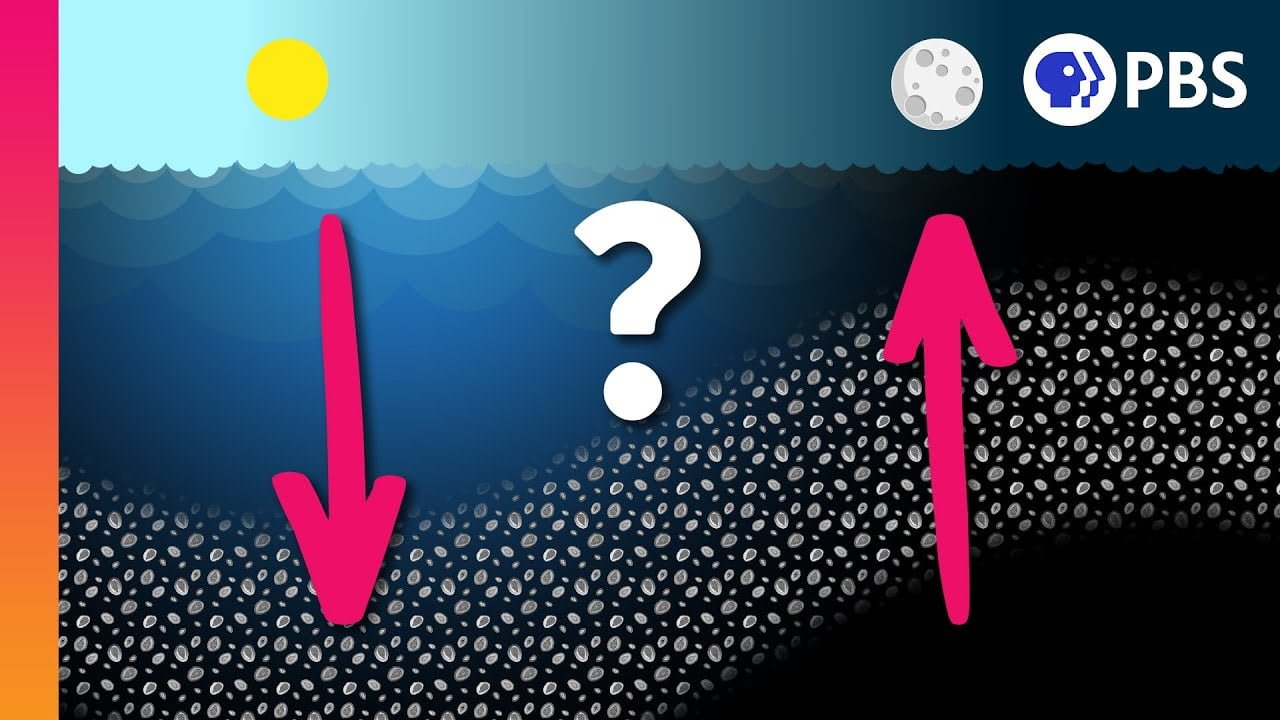 The Epic Migration of Plankton – FYFD