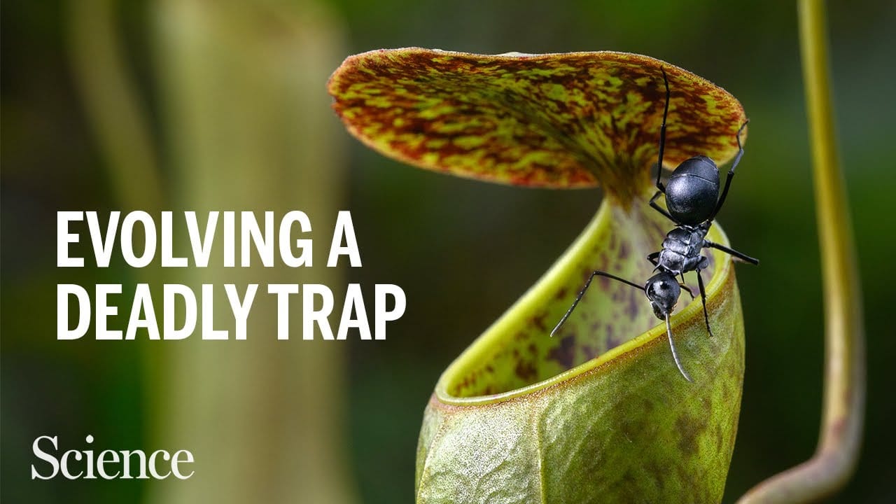A Pitcher Plant’s Rain-Triggered Trap – FYFD