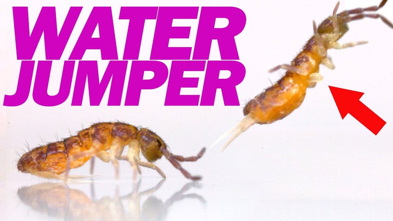 Water-Jumping Springtails – FYFD