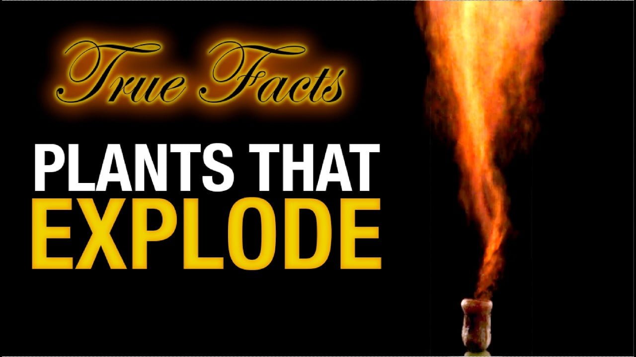 “Plants That Explode” – FYFD