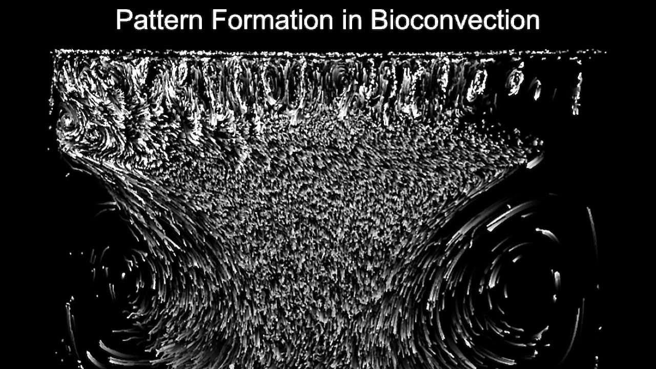 Bioconvection – FYFD