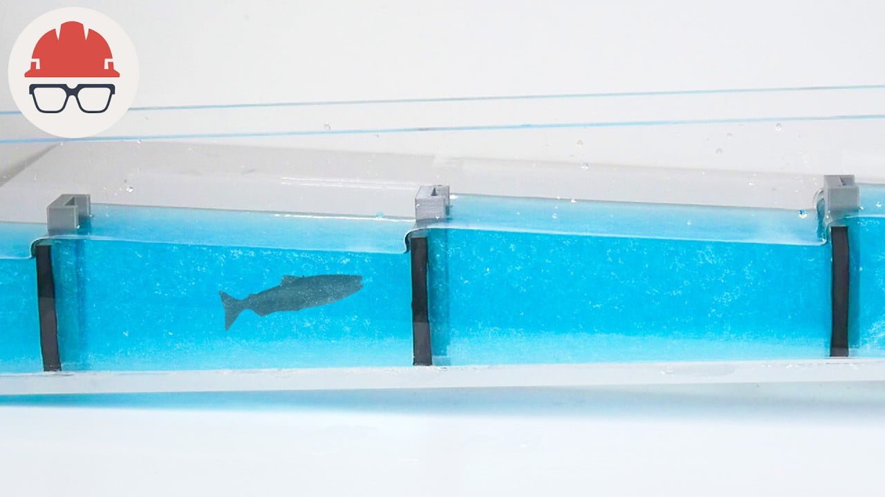 Fish Ladders Keep Species Swimming – FYFD