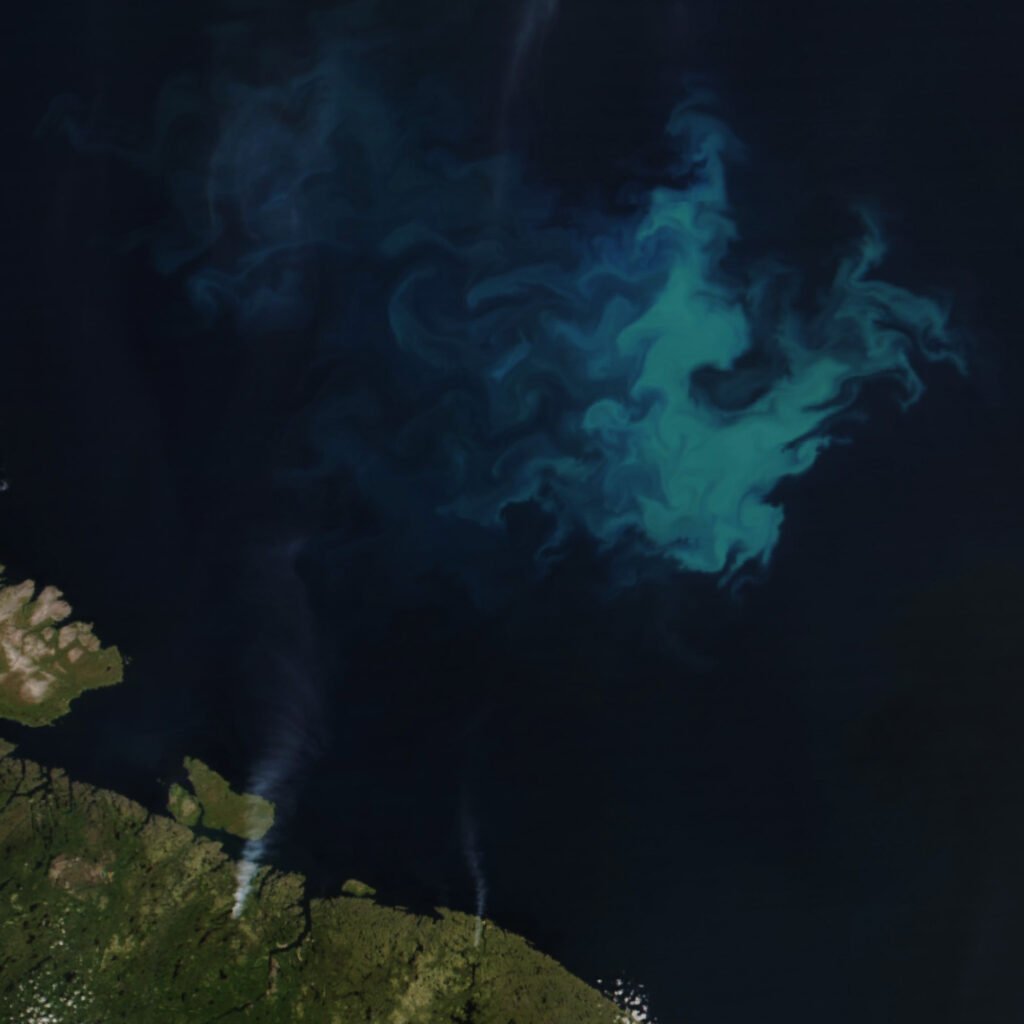 Blooming in Blue – FYFD