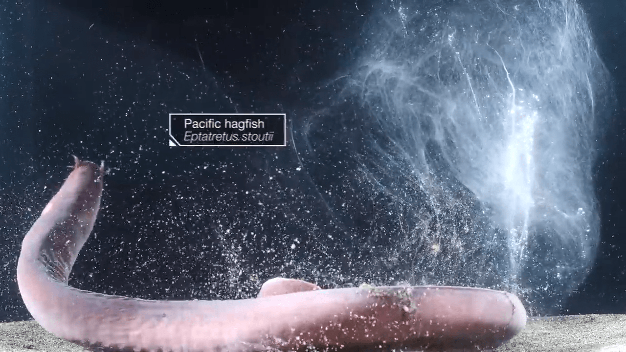 A Look At Hagfish Fyfd
