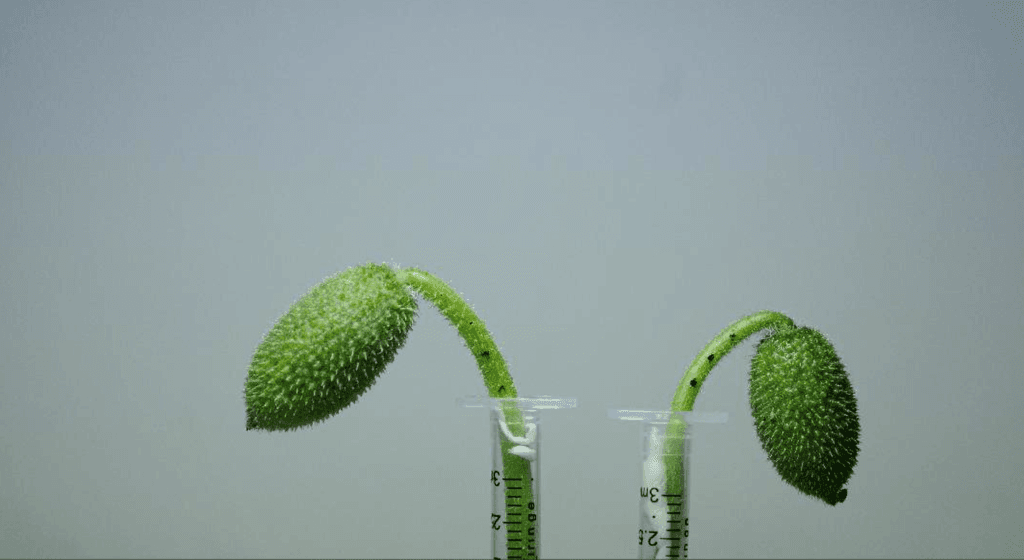 Inside the Squirting Cucumber – FYFD