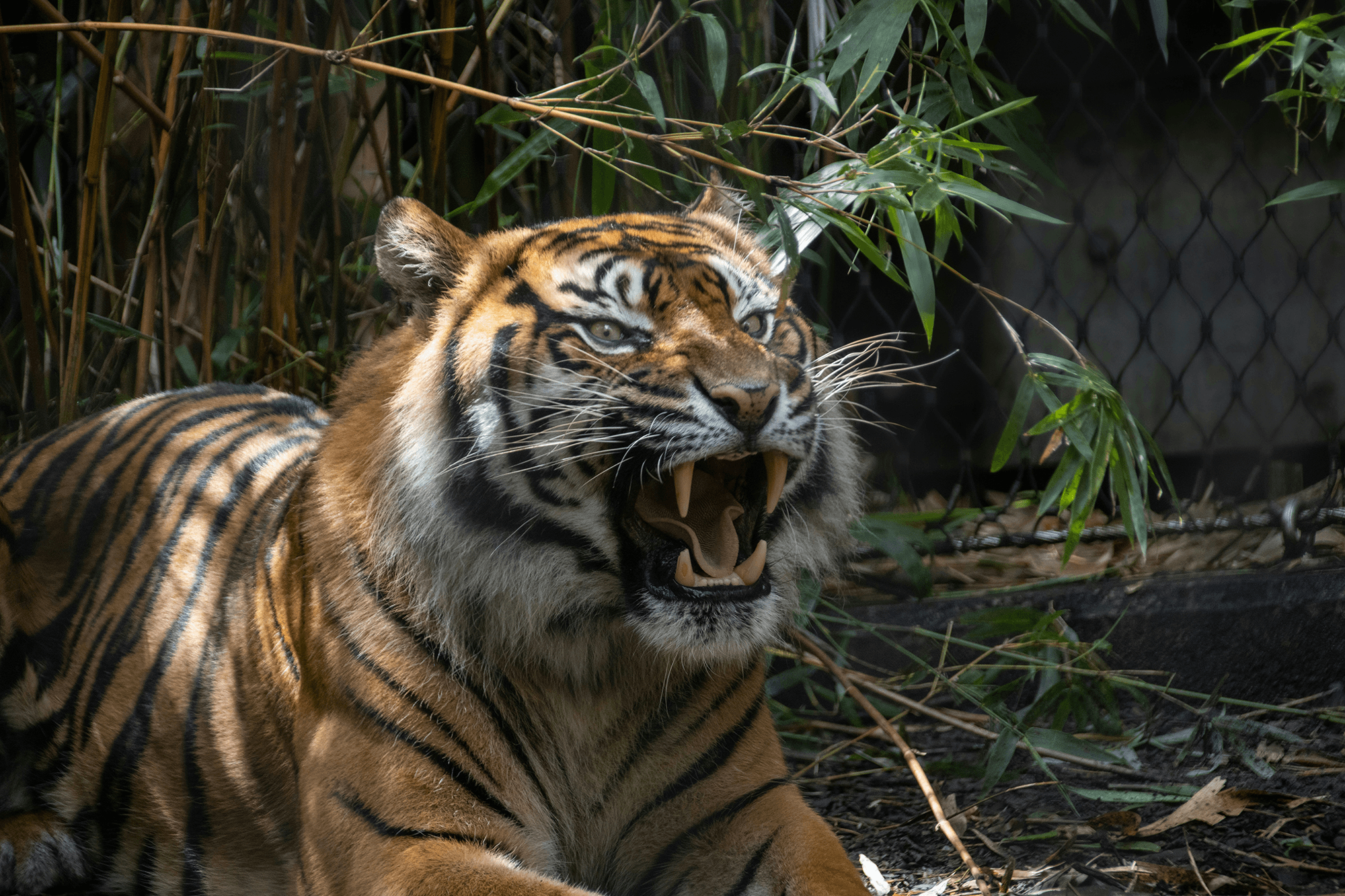 Inside a Big Cat’s Roar – FYFD