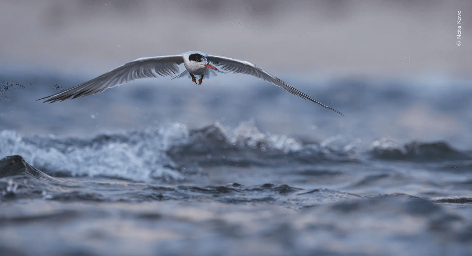 “Skimming the Waves” – FYFD